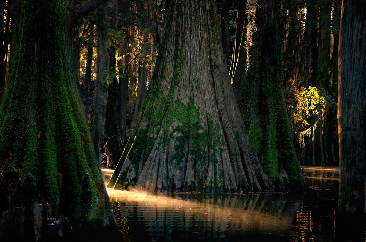 Beauty of the Bayou – Sapna Reddy